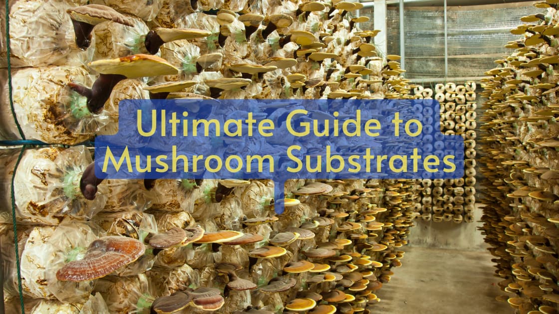 Ultimate Guide to Mushroom Substrates