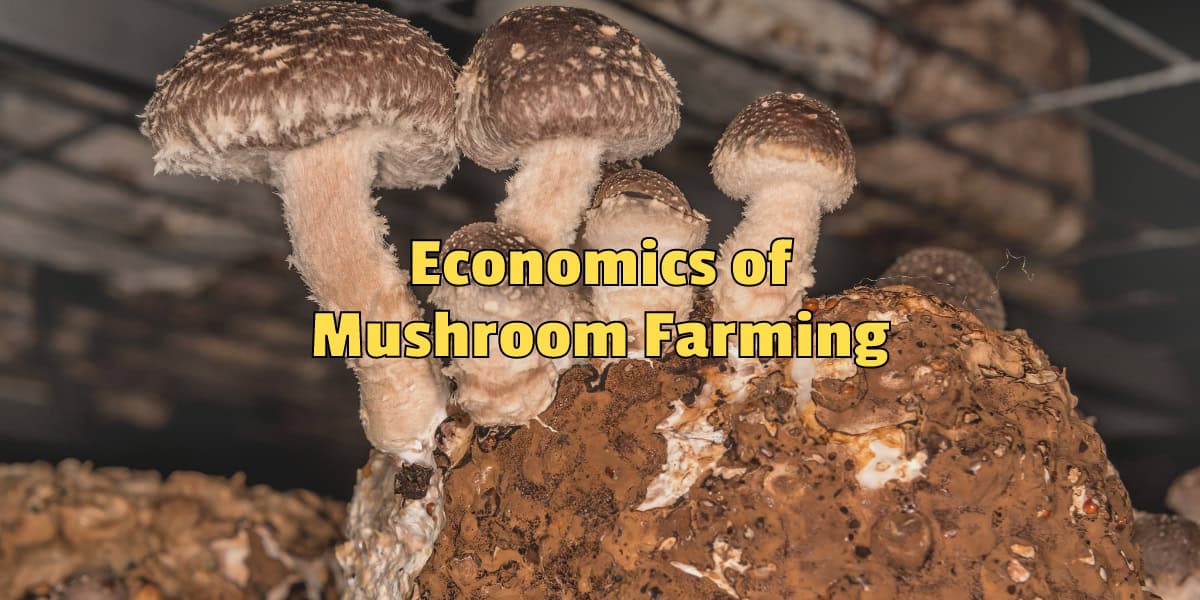 Economics of Mushroom Farming