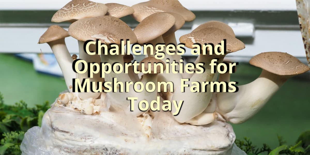 Challenges and Opportunities for Mushroom Farms Today
